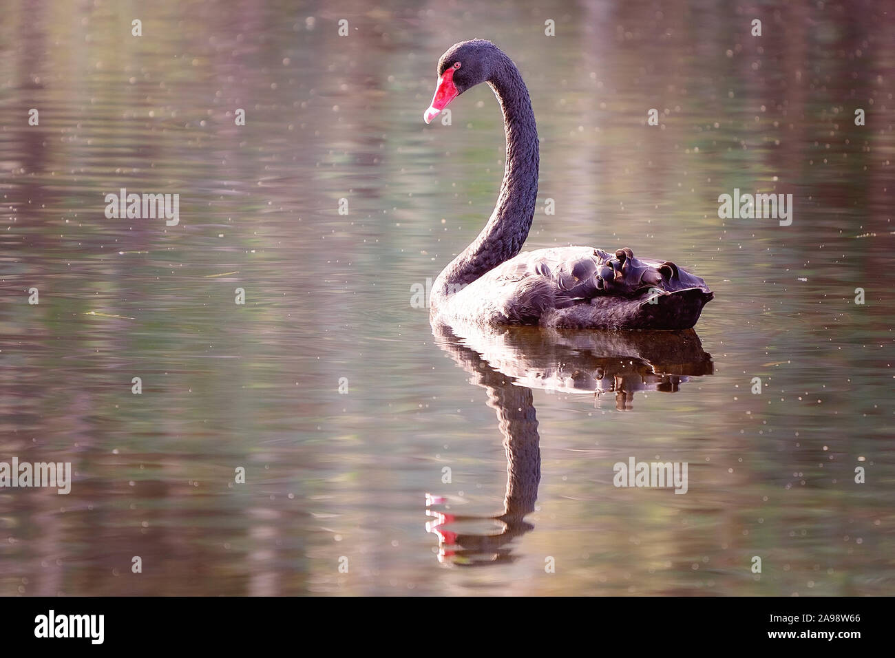 Long necked swan hi-res stock photography and images - Alamy