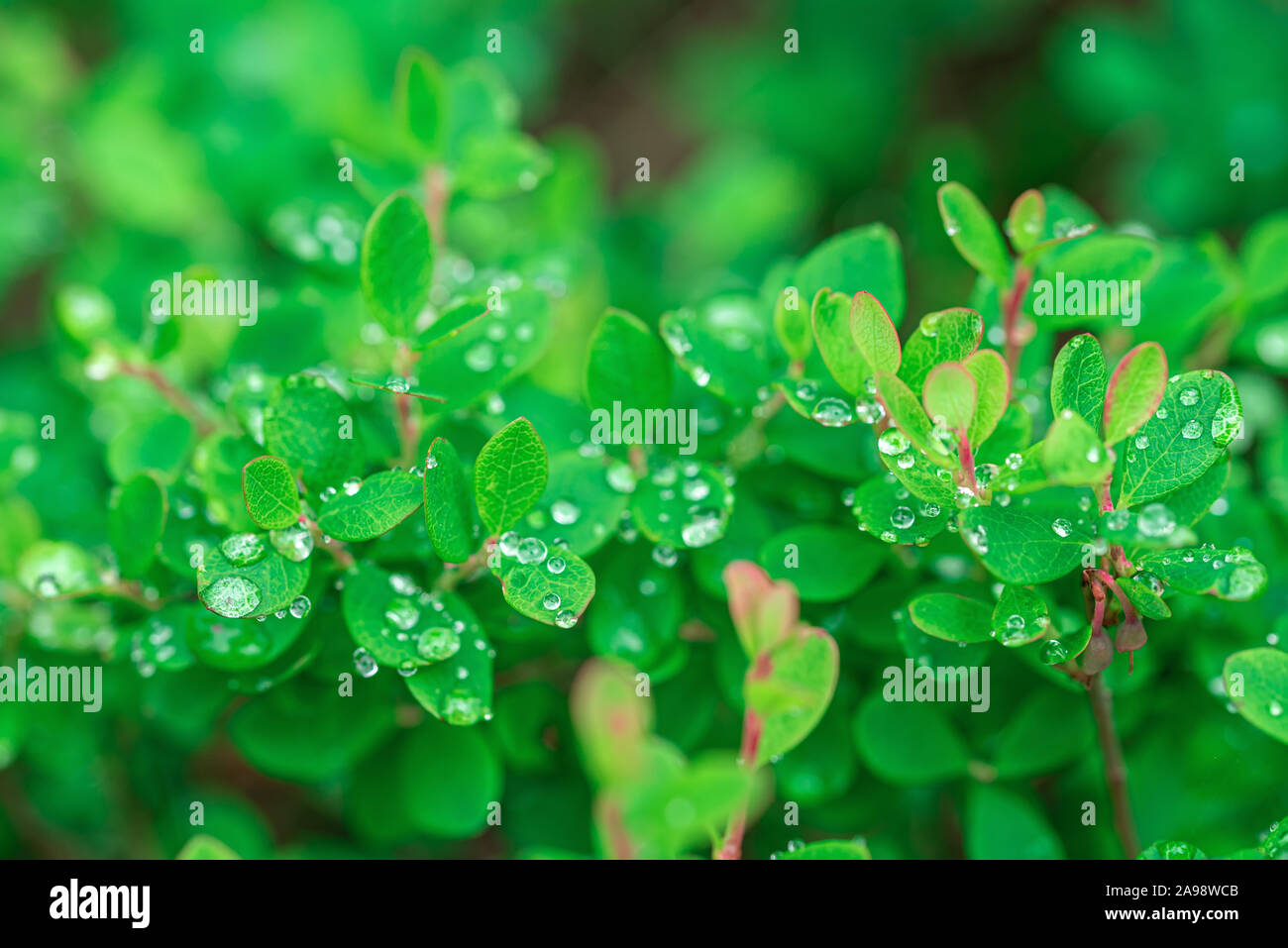 Bilberry bushes hi-res stock photography and images - Alamy