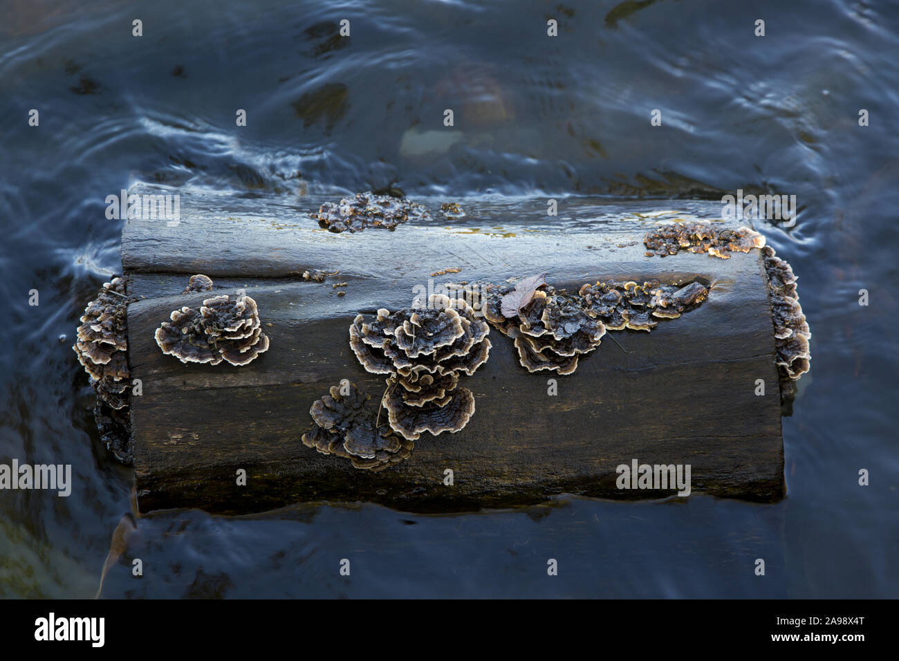 Alog floating in a lake with fungi, a decomposer growing on the surface ...