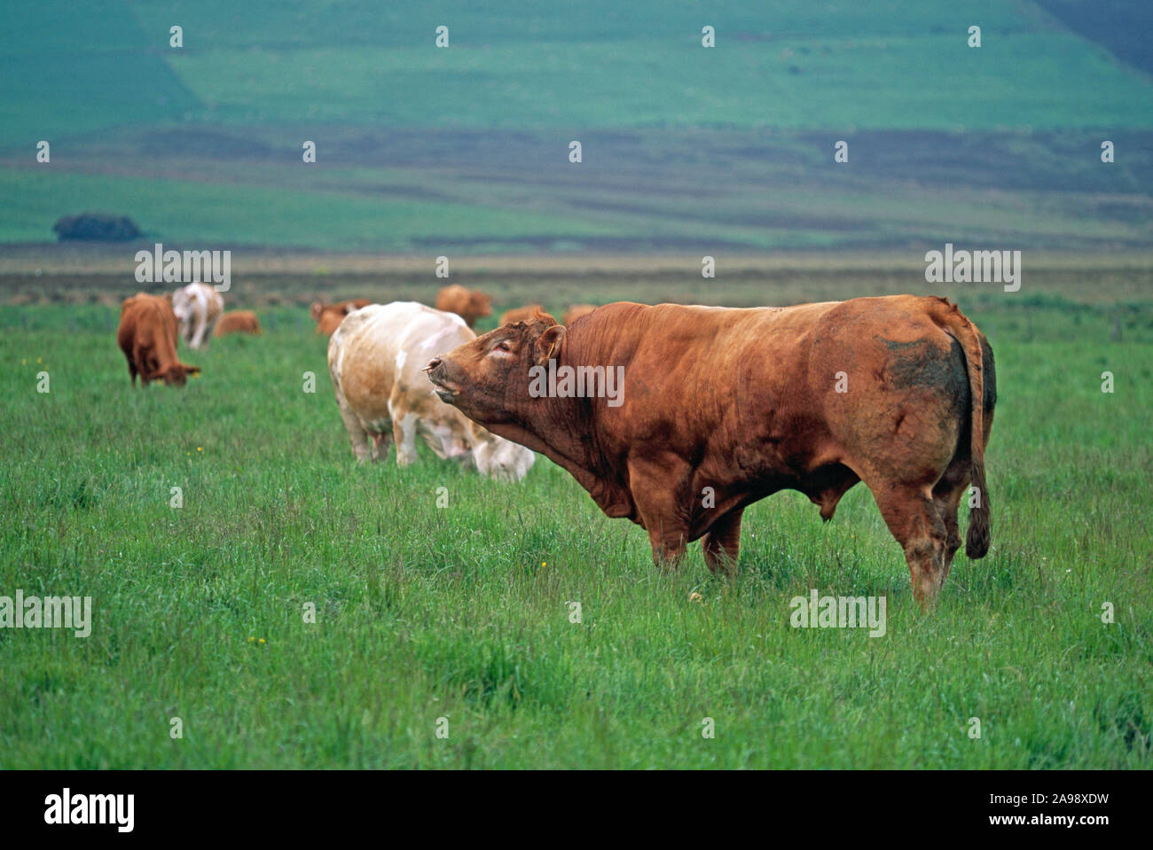 PEDIGREE LIMOUSIN BULL bellowing among herd of cows. West Mainland ...