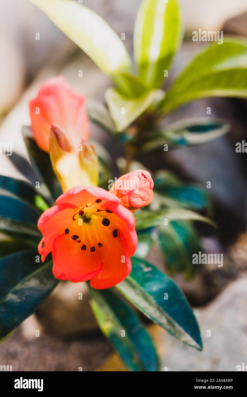 close-up of orange vireya rhododendron flower buds about to bloom ...