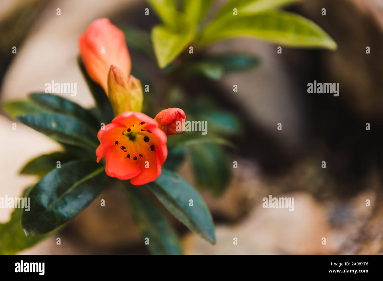 close-up of orange vireya rhododendron flower buds about to bloom ...