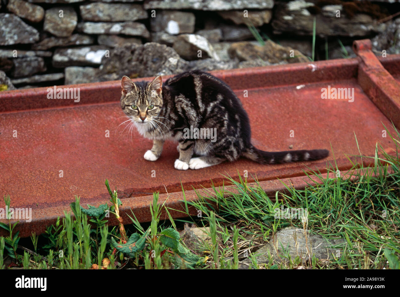 Orkney vole hi-res stock photography and images - Alamy