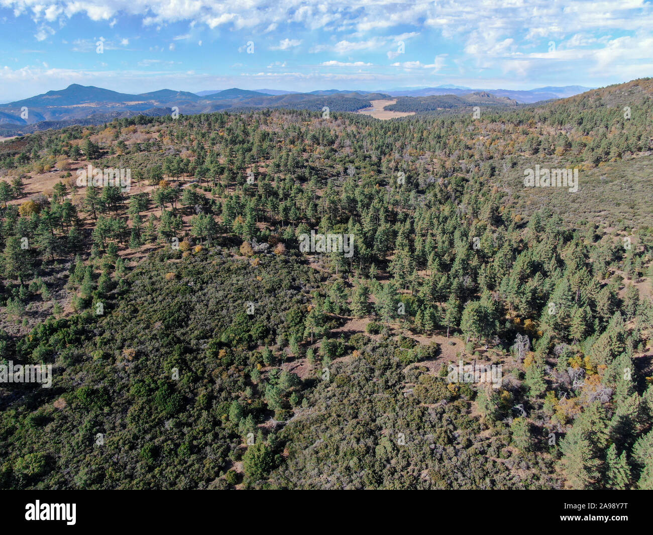 Aerial view of pine in Pine Valley during dry fall season, San Diego ...