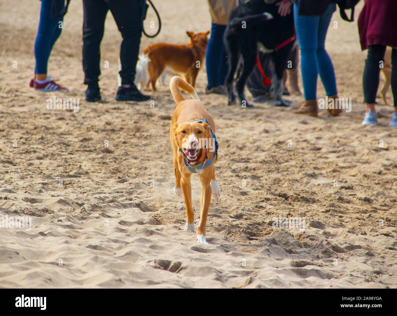 happy free dogs playing in the sunny beach Stock Photo - Alamy