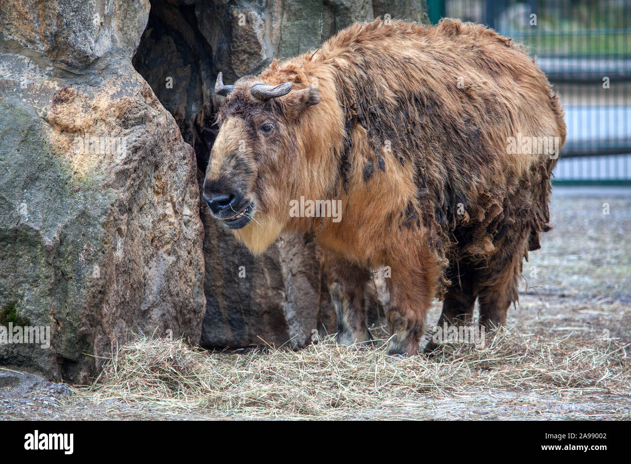 Big and beautiful bison in the zoo Stock Photo - Alamy