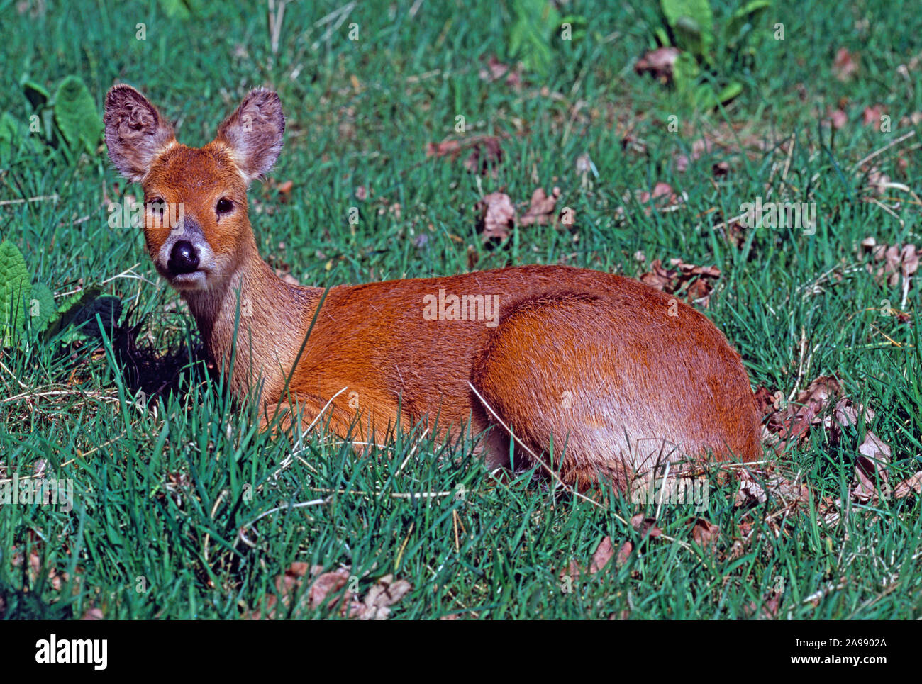 Exposed ears hi-res stock photography and images - Alamy