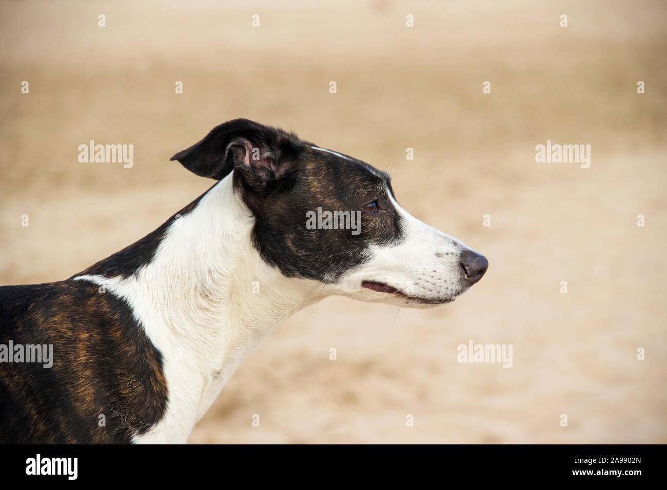 Trolley retriever hi-res stock photography and images - Alamy