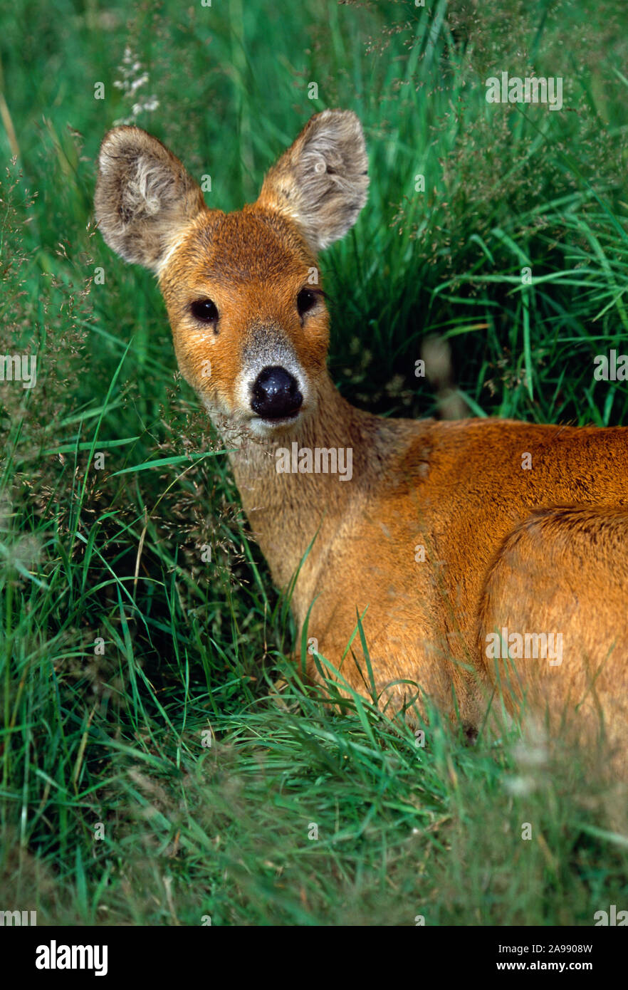 Female Chinese Water Deer