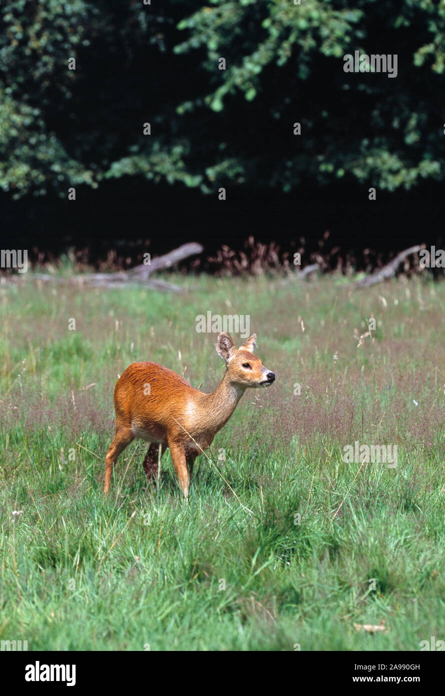 Hickling broad norfolk water deer hi-res stock photography and images ...