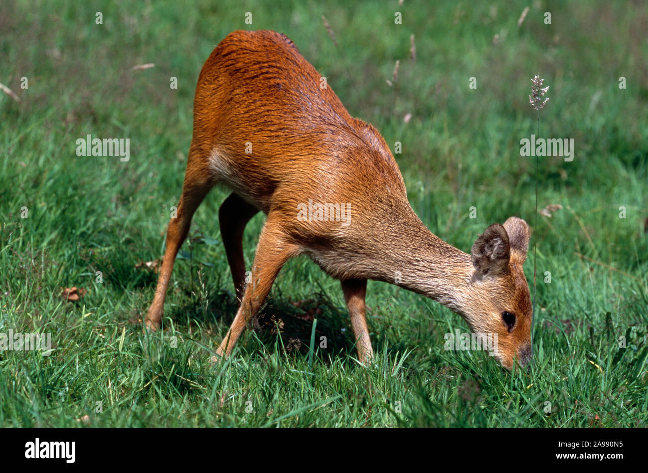 Female Chinese Water Deer