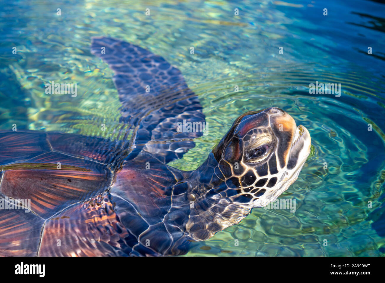 Green Sea Turtle Maui Hawaii Stock Photo - Alamy