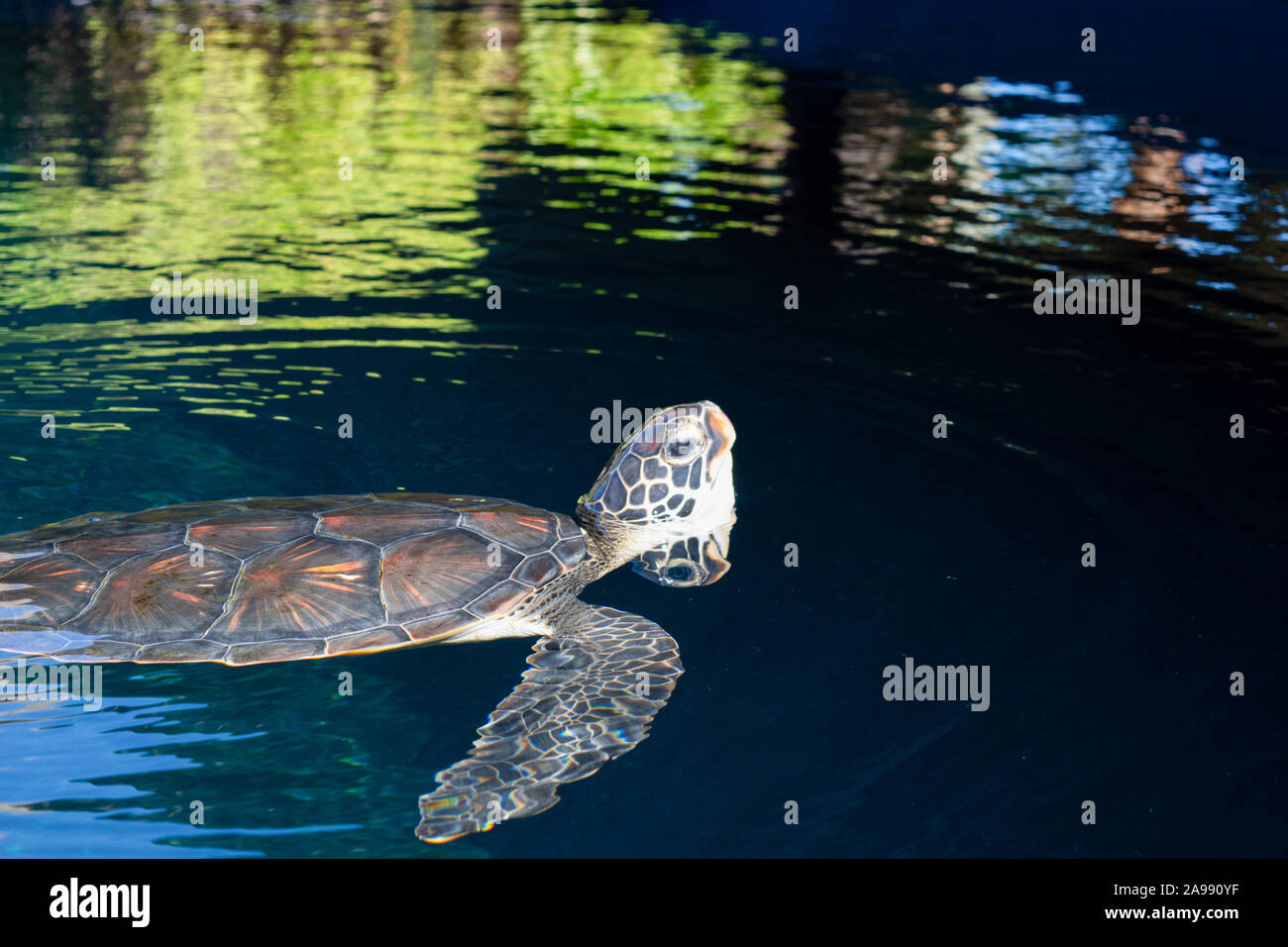 Green Hawaiian Sea Turtle Stock Photo - Alamy