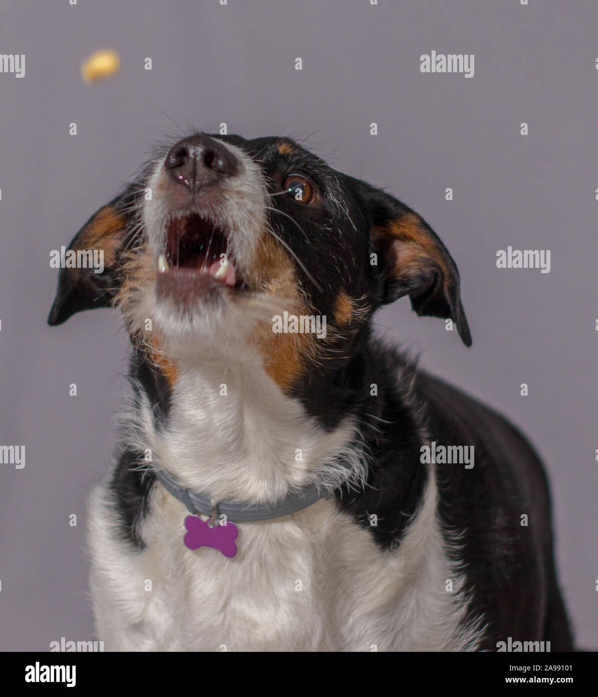 dog playing catching food on the fly Stock Photo - Alamy