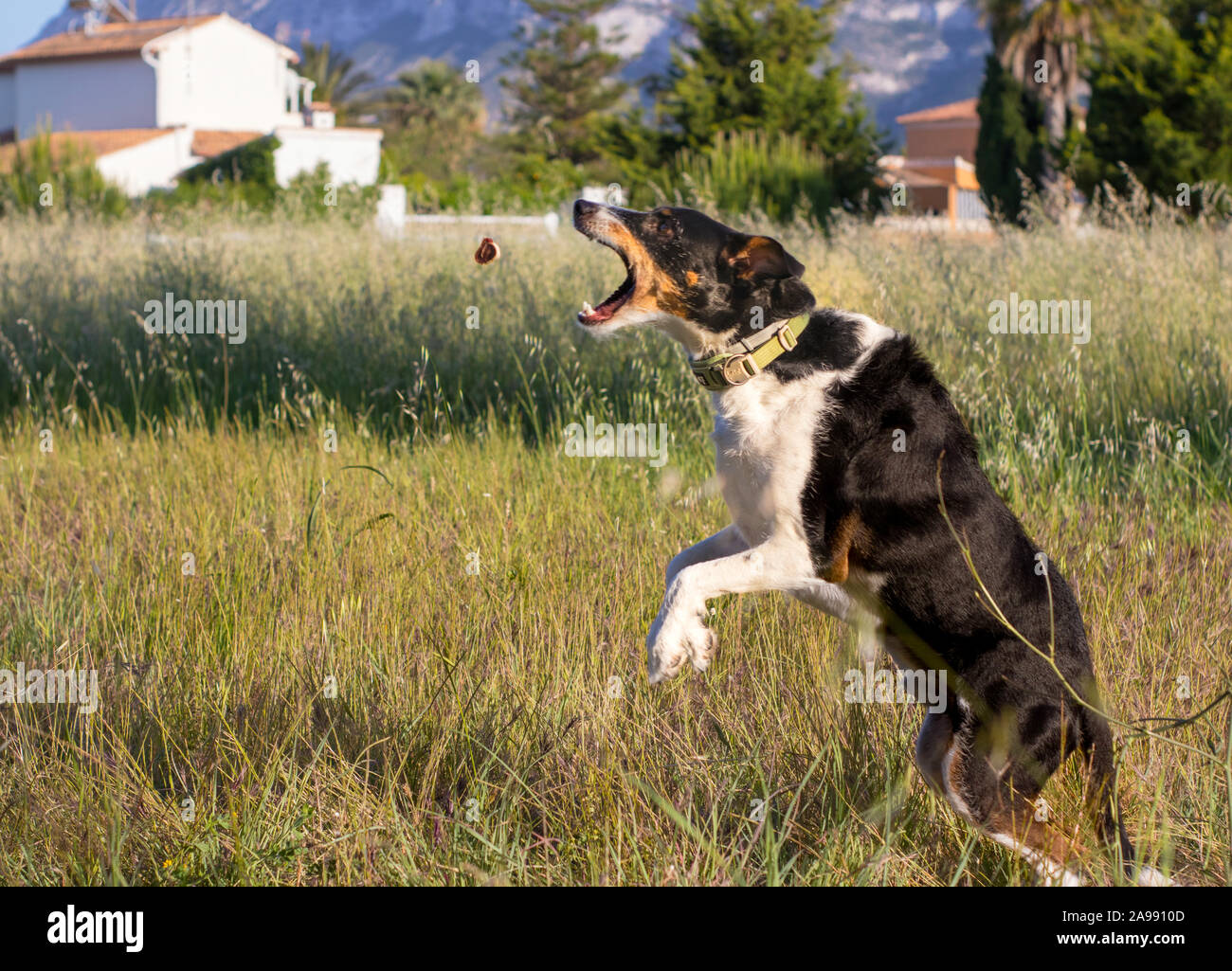 dog playing catching food on the fly Stock Photo - Alamy