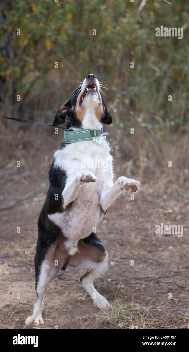 dog playing catching food on the fly Stock Photo - Alamy