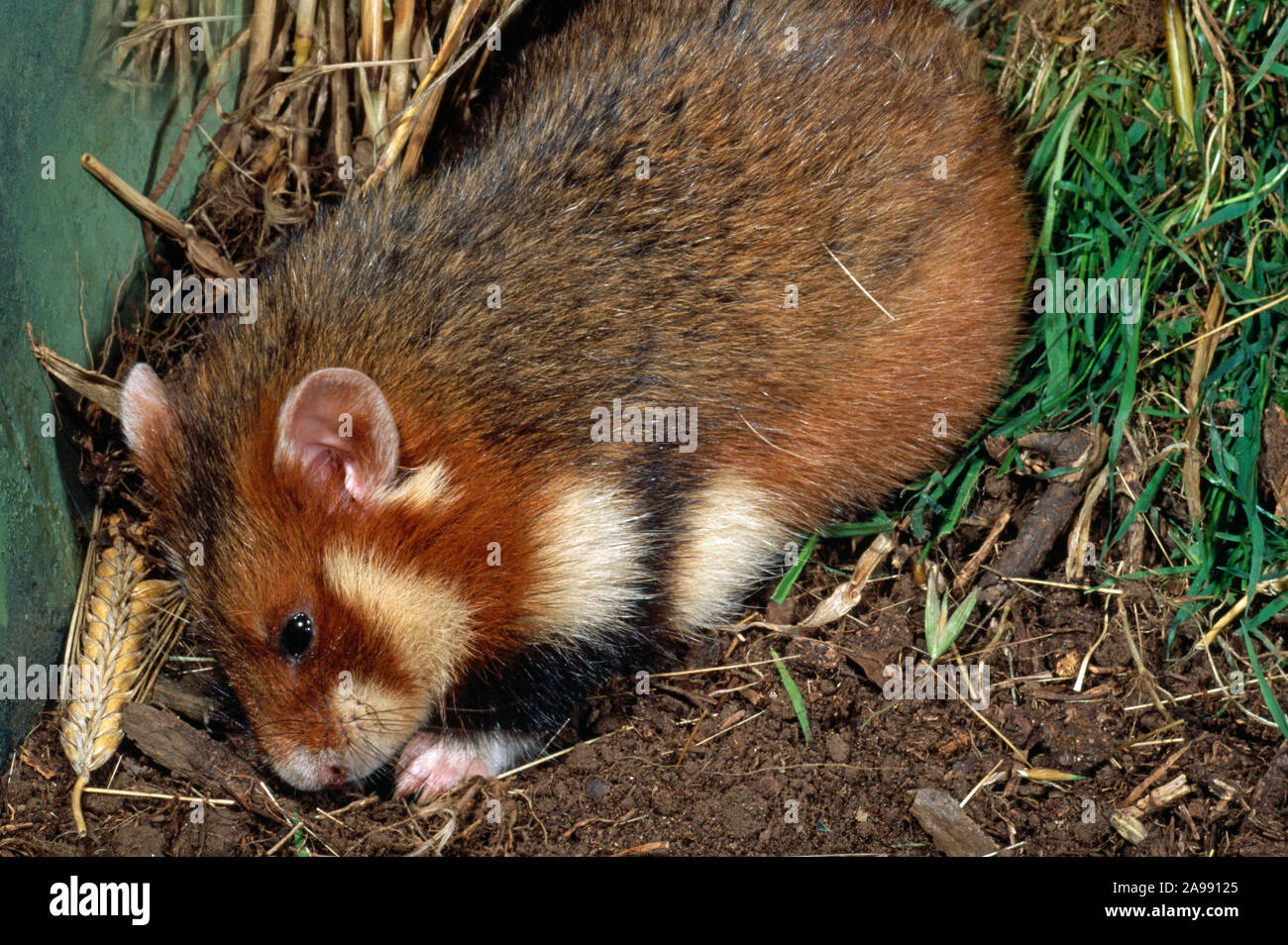 EUROPEAN OR COMMON HAMSTER Cricetus cricetus close up, digging ...