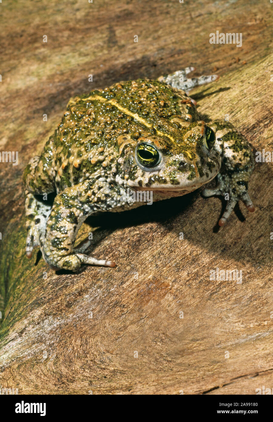 NATTERJACK TOAD Epidalea (Bufo) calamita. Native to Western Europe ...