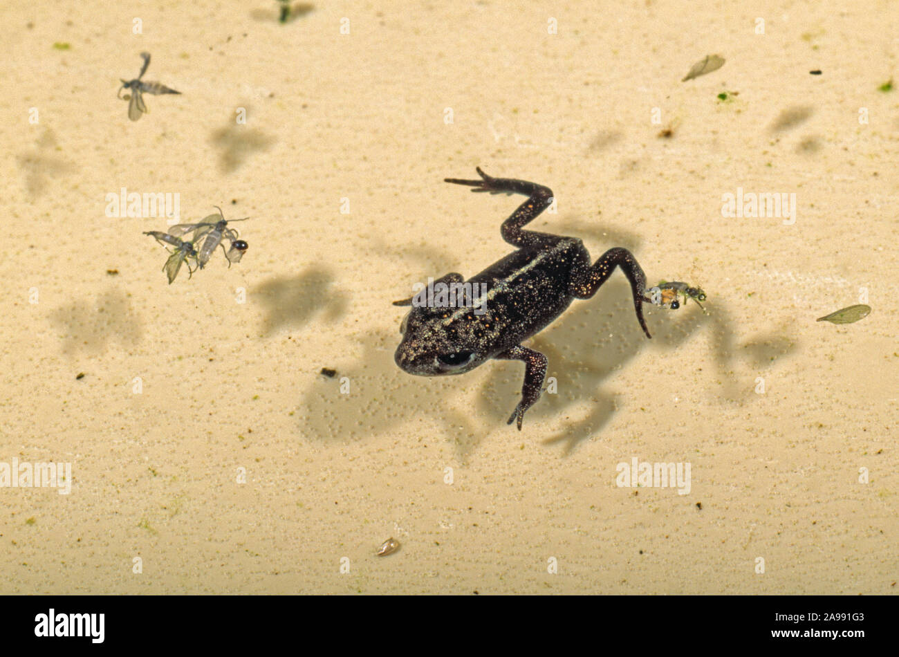 Natterjack Toad. Young Bufo (Epidalea) calamita 'toadlet’, recently ...