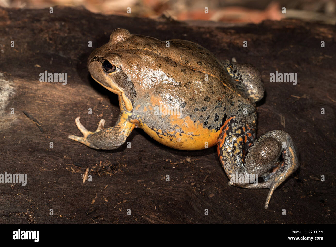 Scarlet sided pobblebonk hi-res stock photography and images - Alamy