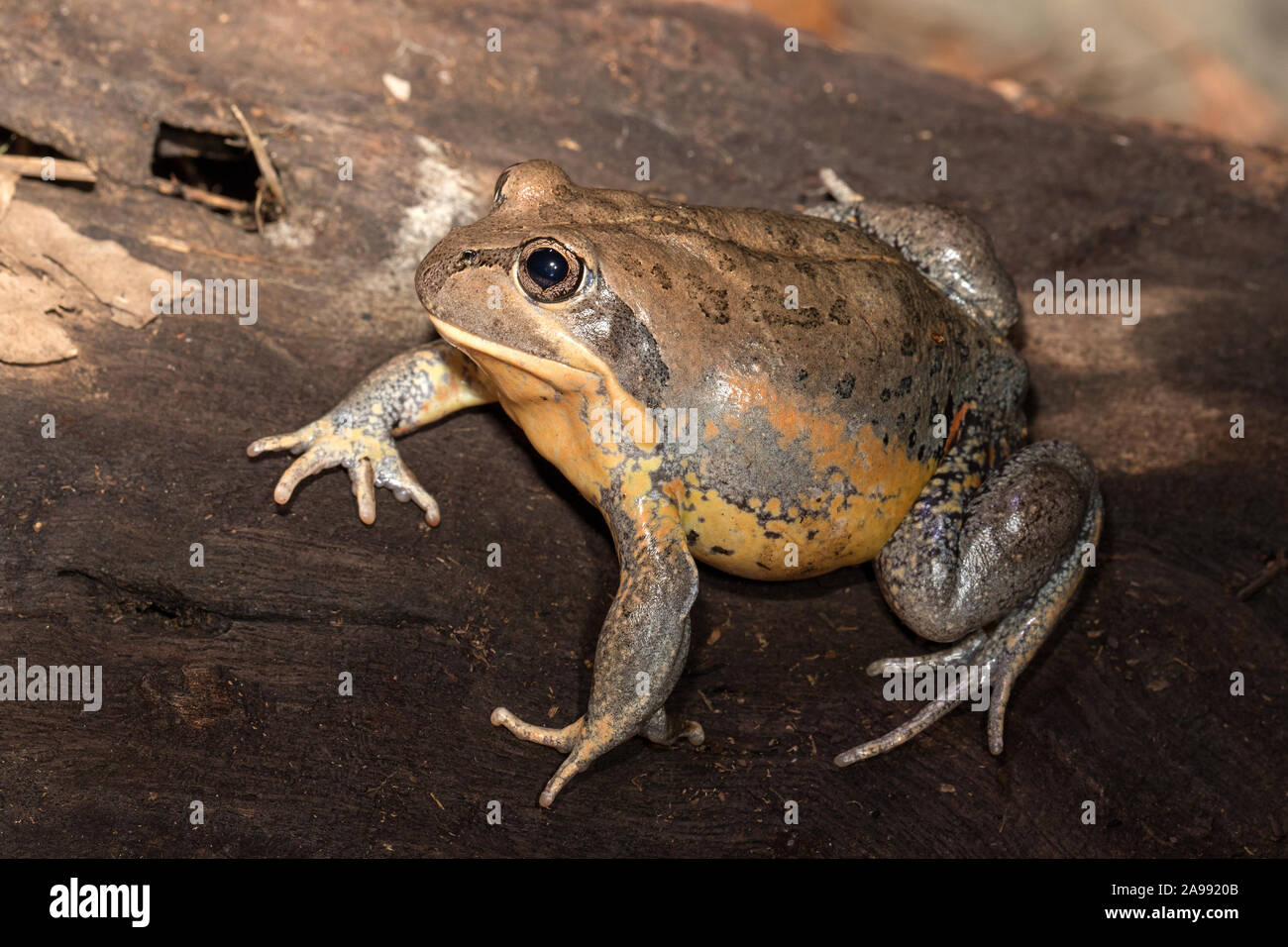 Scarlet sided banjo frog hi-res stock photography and images - Alamy