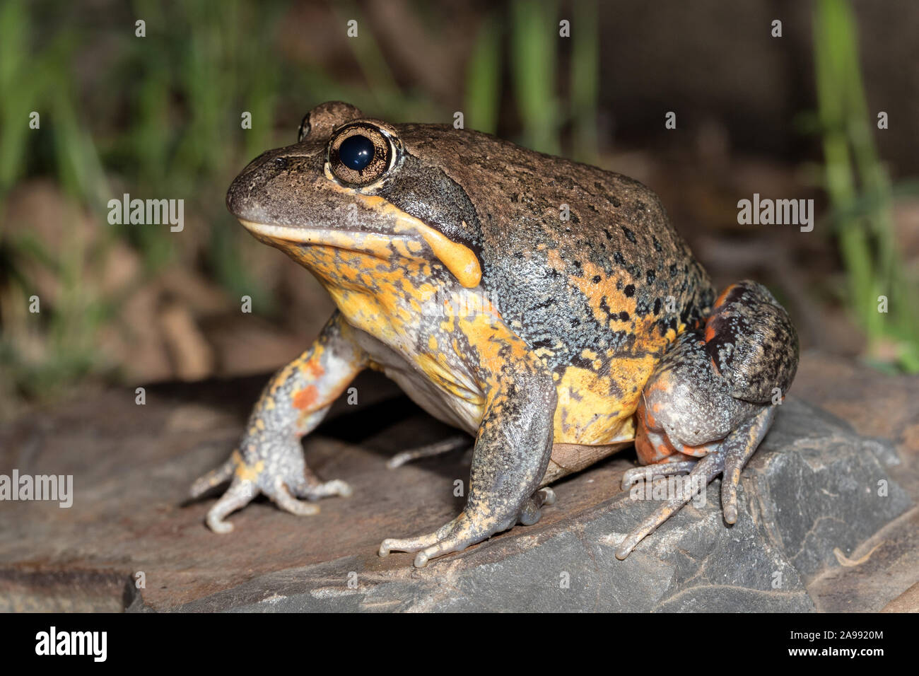 Scarlet sided banjo frog hi-res stock photography and images - Alamy