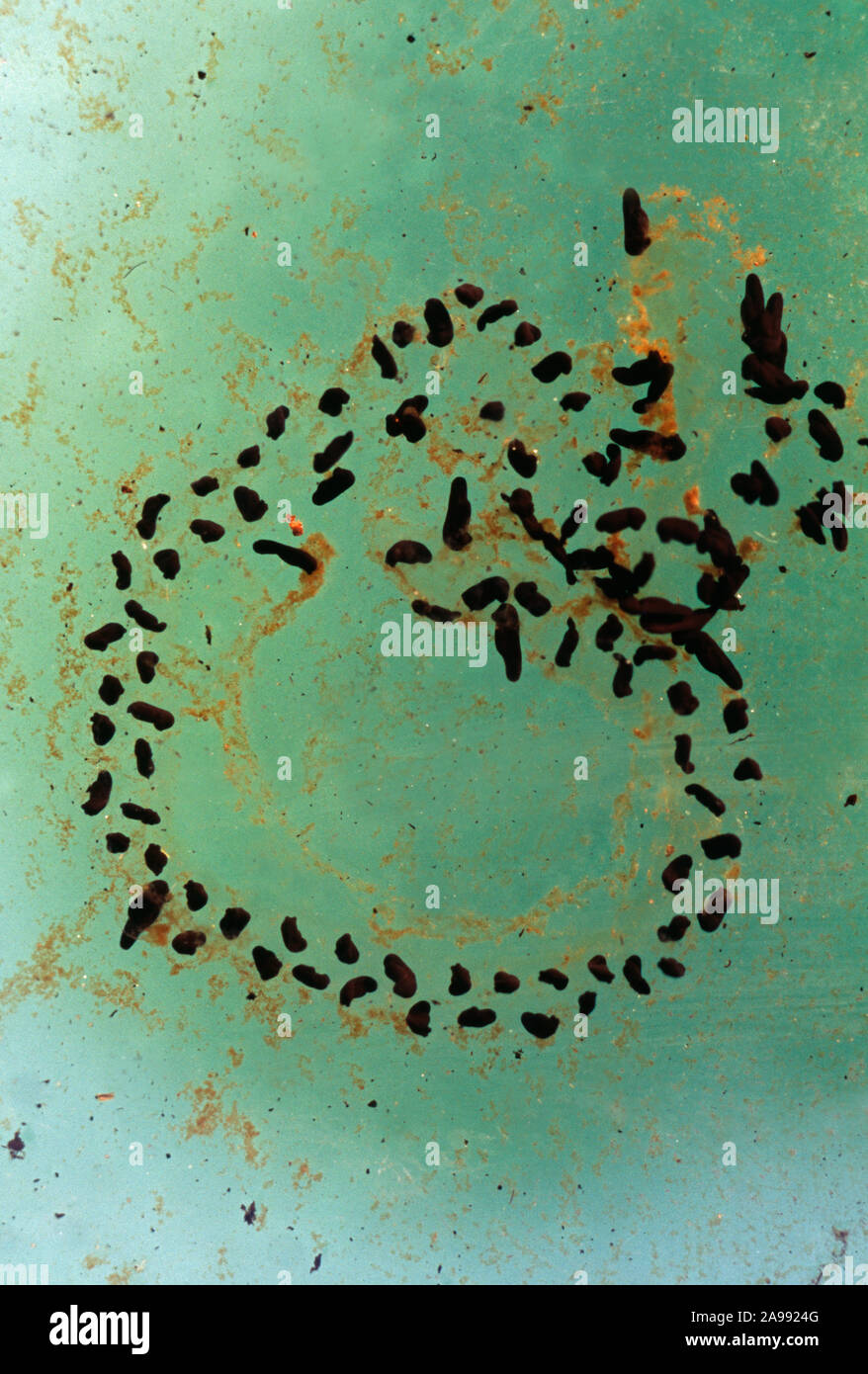 NATTERJACK TOAD spawn, developing eggs, larvae. Epidalea (Bufo ...