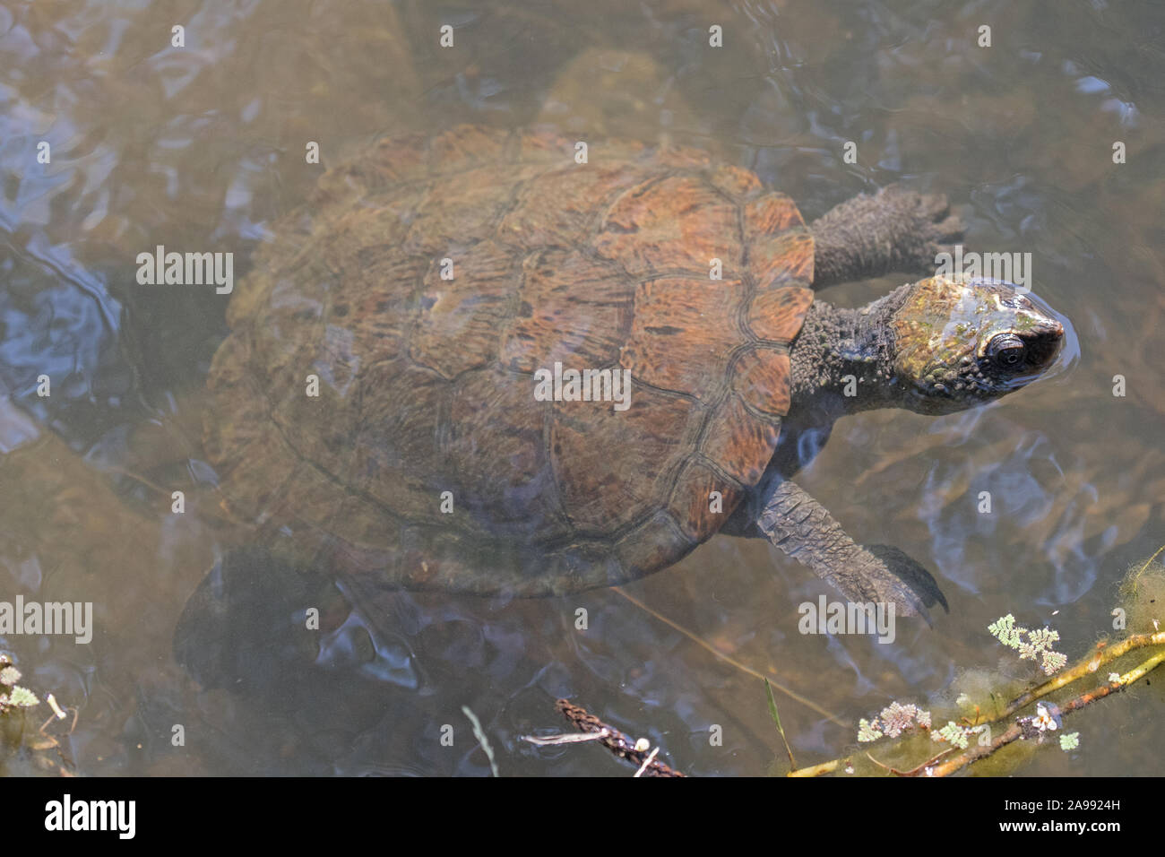 Saw shelled hi-res stock photography and images - Alamy