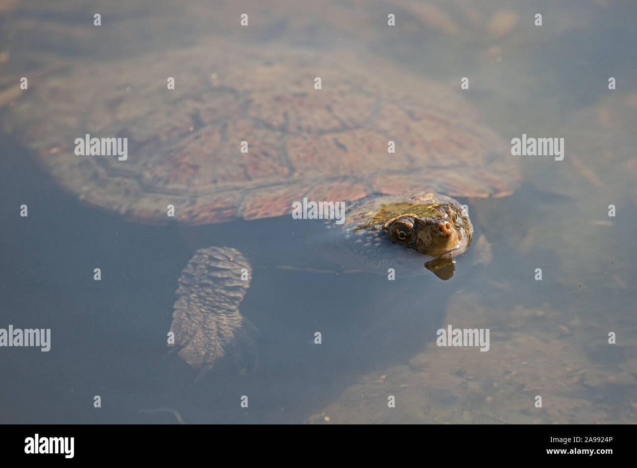 Saw shelled turtle hi-res stock photography and images - Alamy