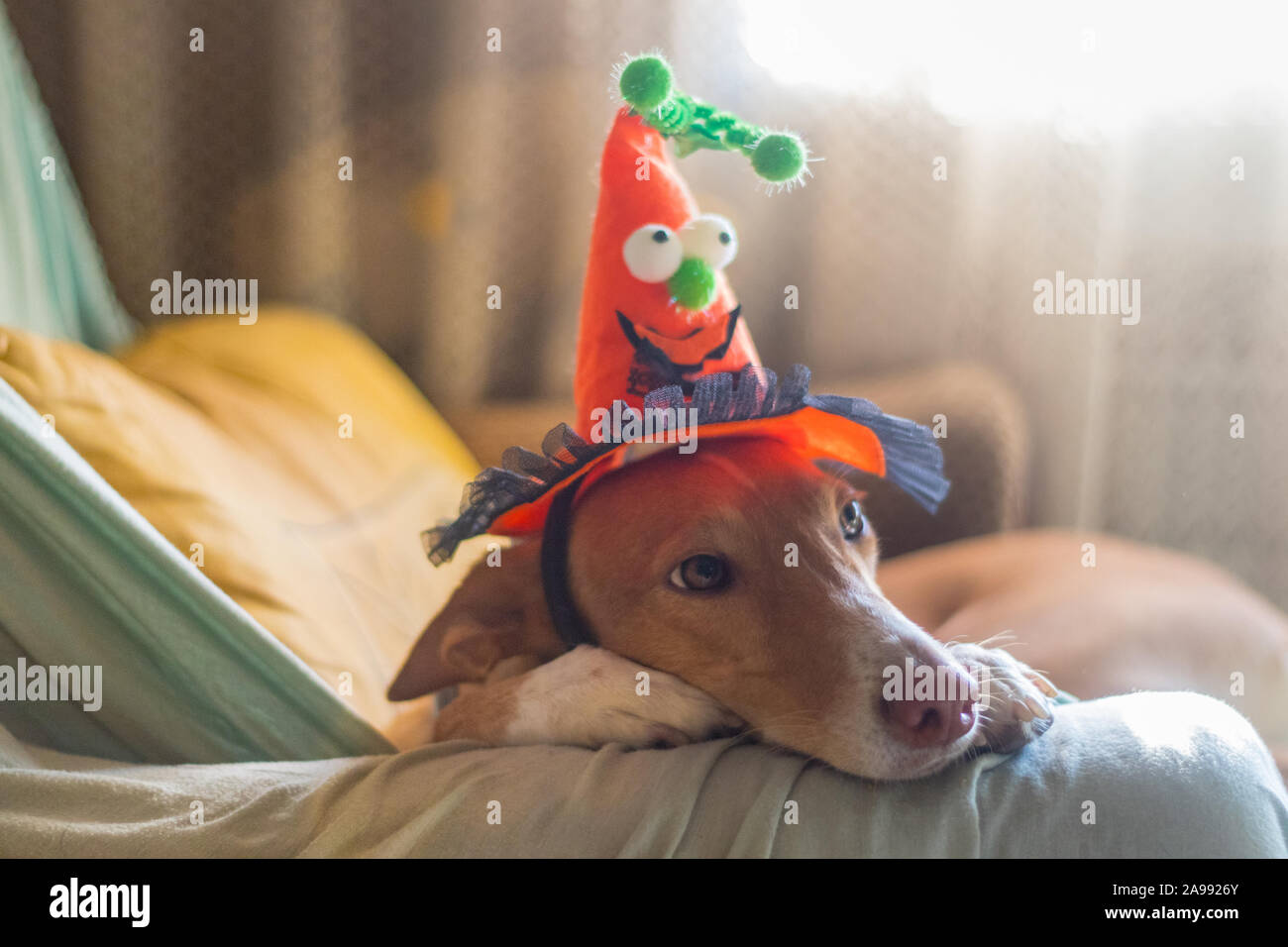 dog close-up looking at the camera with pretty colors Stock Photo - Alamy
