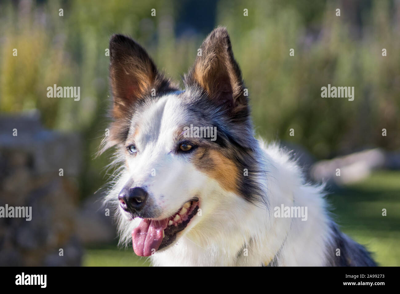 dog close-up looking at the camera with pretty colors Stock Photo - Alamy