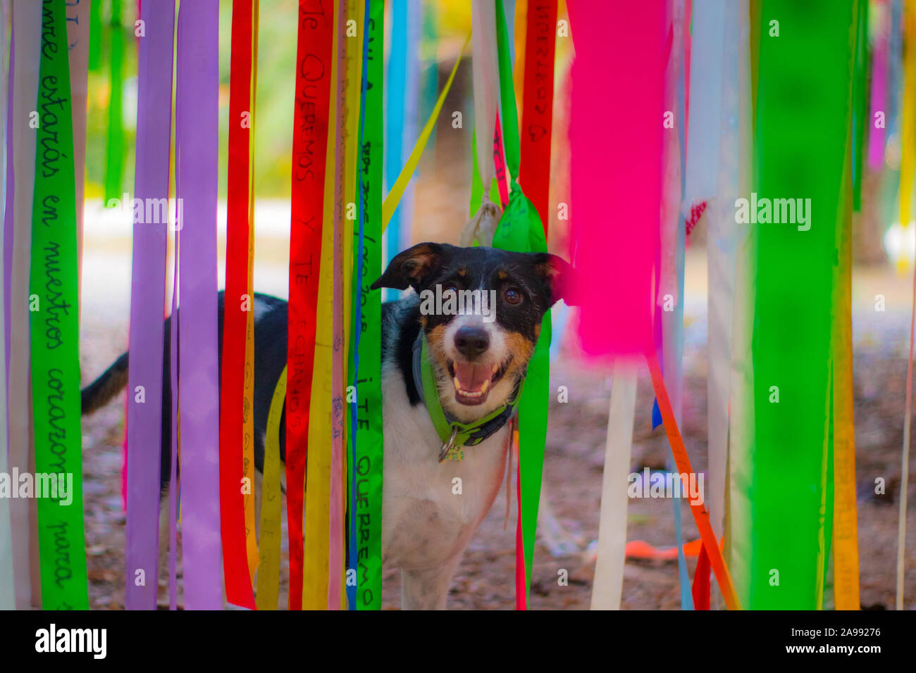 dog close-up looking at the camera with pretty colors Stock Photo - Alamy