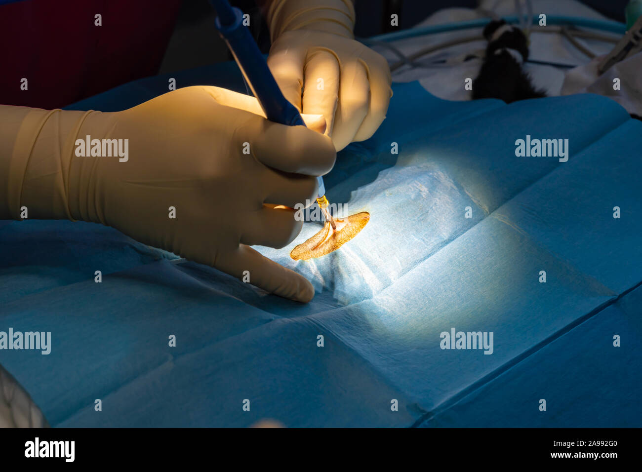 Surgical incision with an electric scalpel of a cat's abdomen in a ...