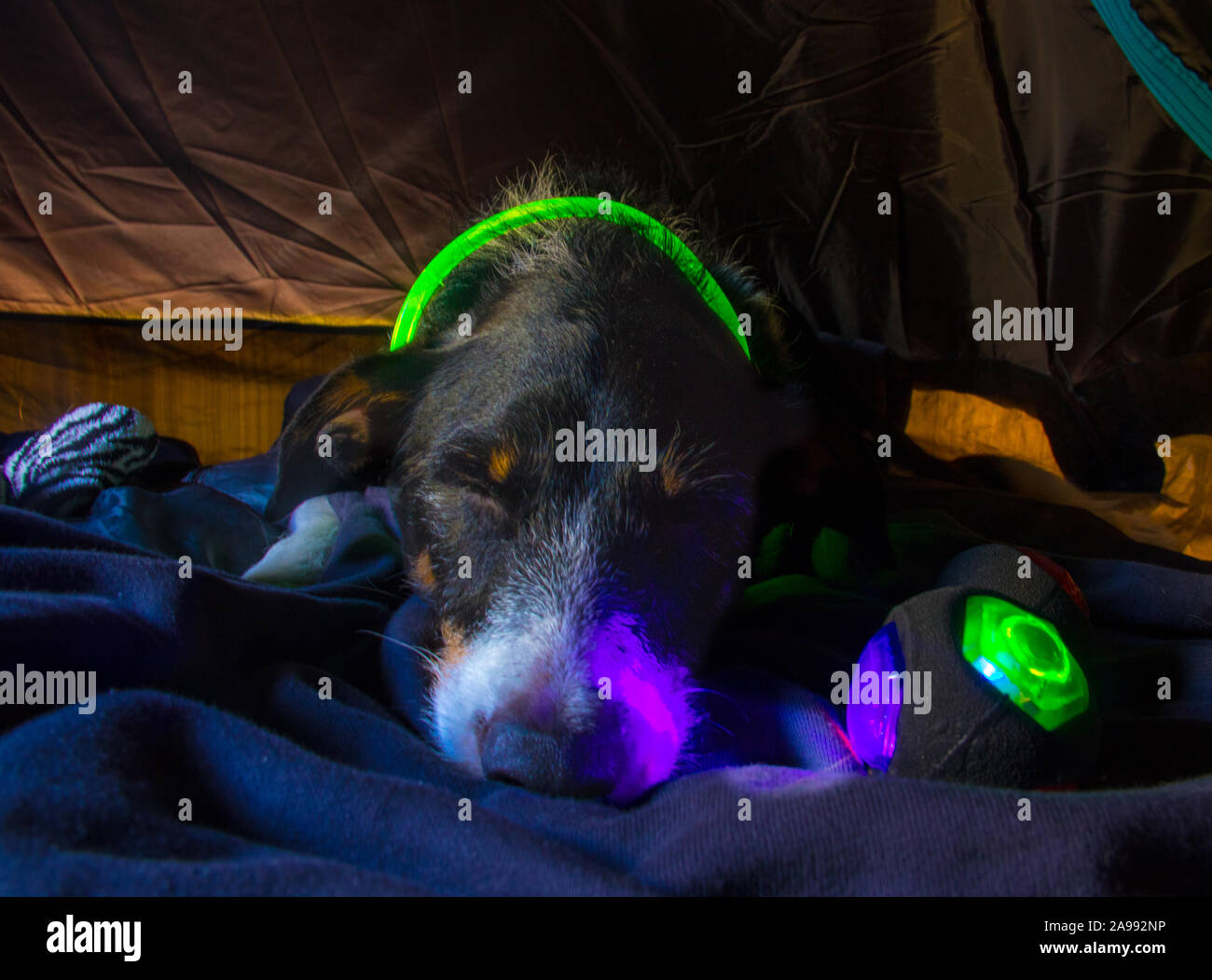 dog close-up looking at the camera with pretty colors Stock Photo - Alamy