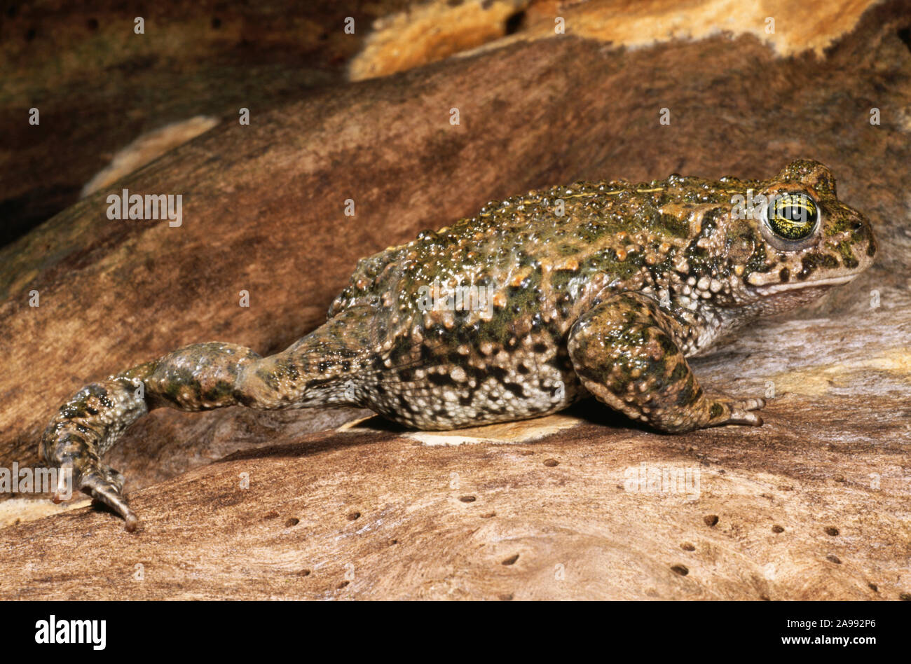 NATTERJACK or Running TOAD Epidalea (Bufo) calamita Stock Photo - Alamy