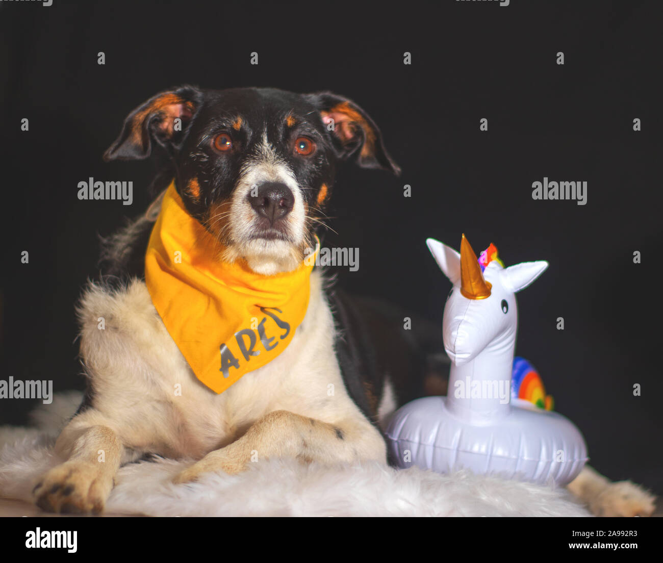 dog close-up looking at the camera with pretty colors Stock Photo - Alamy