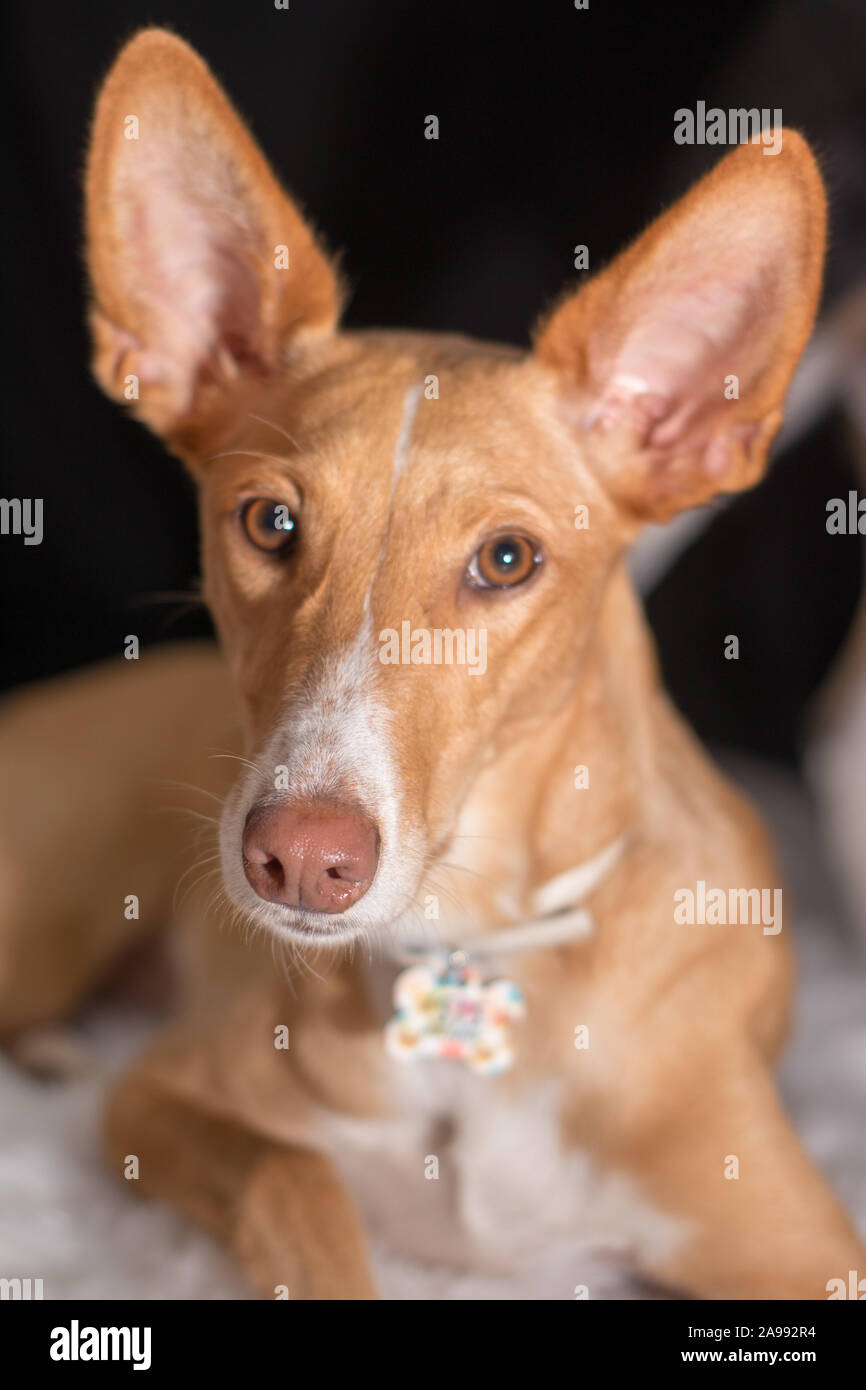dog close-up looking at the camera with pretty colors Stock Photo - Alamy