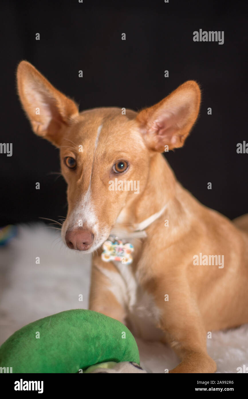 dog close-up looking at the camera with pretty colors Stock Photo - Alamy