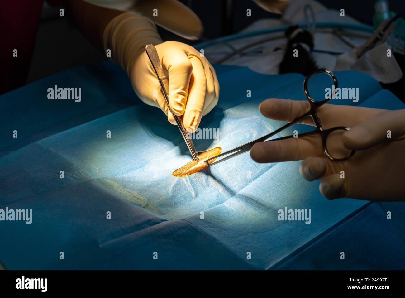 Open castration hi-res stock photography and images - Alamy