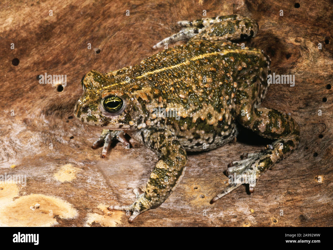 Adult toads hi-res stock photography and images - Alamy