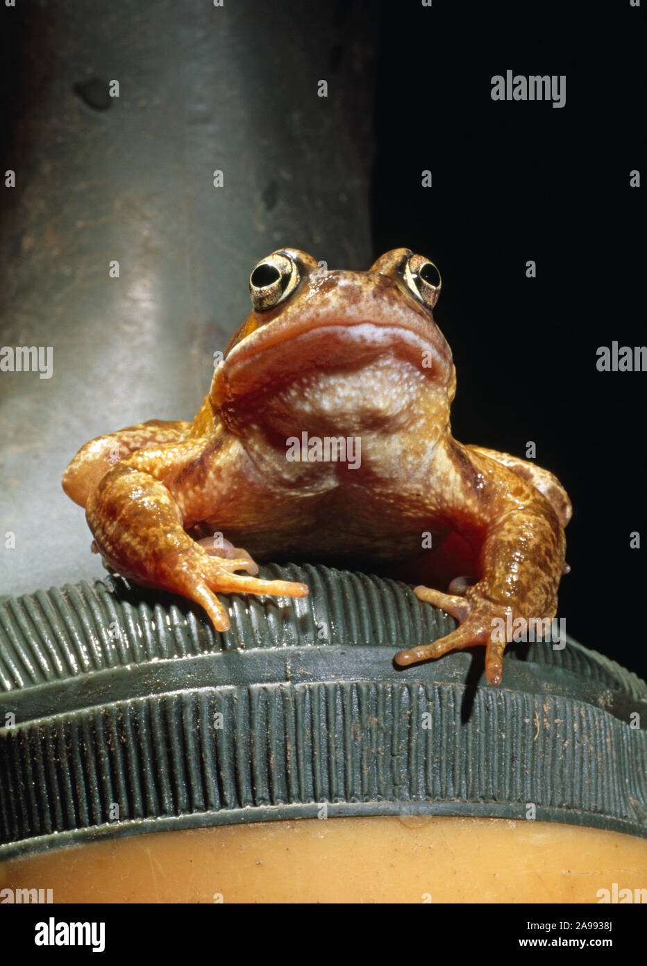 COMMON FROG Rana temporaria). Sitting on the toe cap of an oudoors ...
