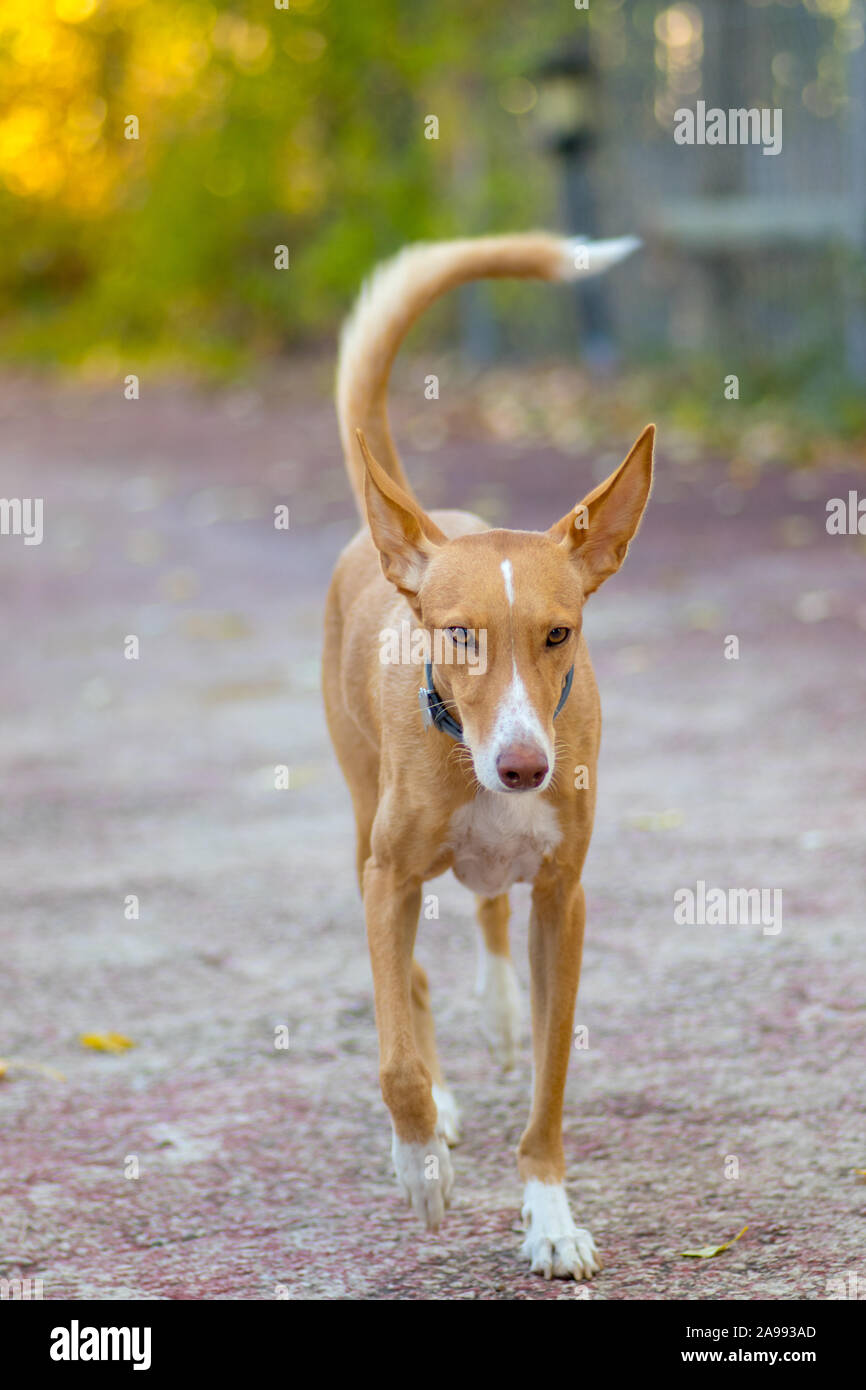 dog close-up looking at the camera with pretty colors Stock Photo - Alamy