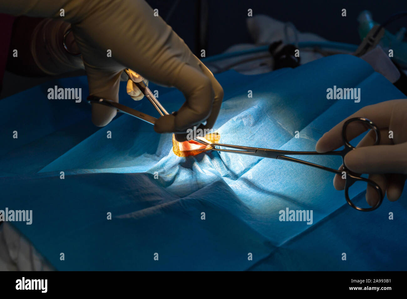 Surgical incision with dissection forceps and electric scalpel of a cat ...