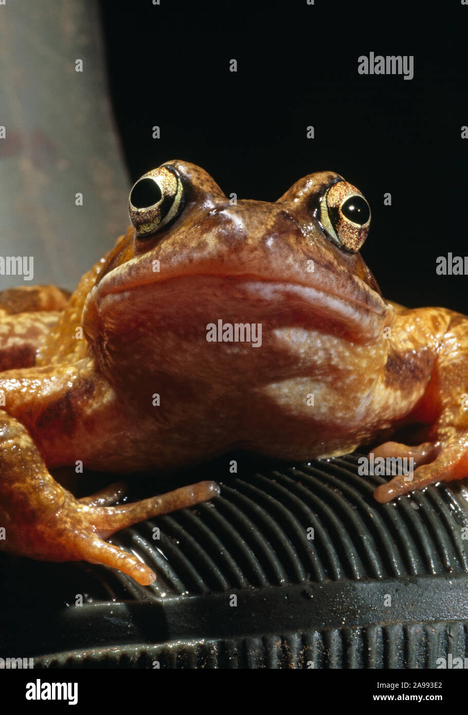 COMMON FROG (Rana temporaria). Sitting on the toe cap of a gardeners ...