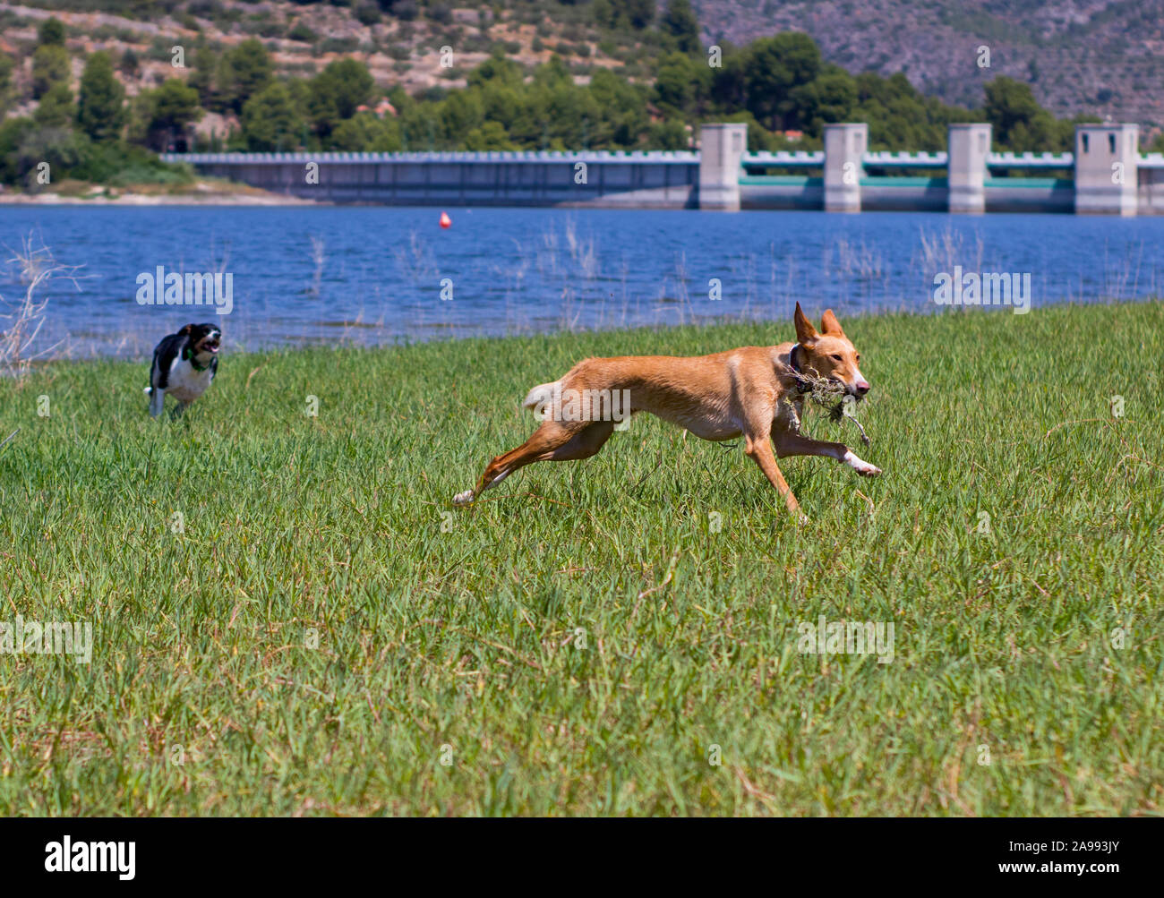 free dogs playing and running Stock Photo - Alamy
