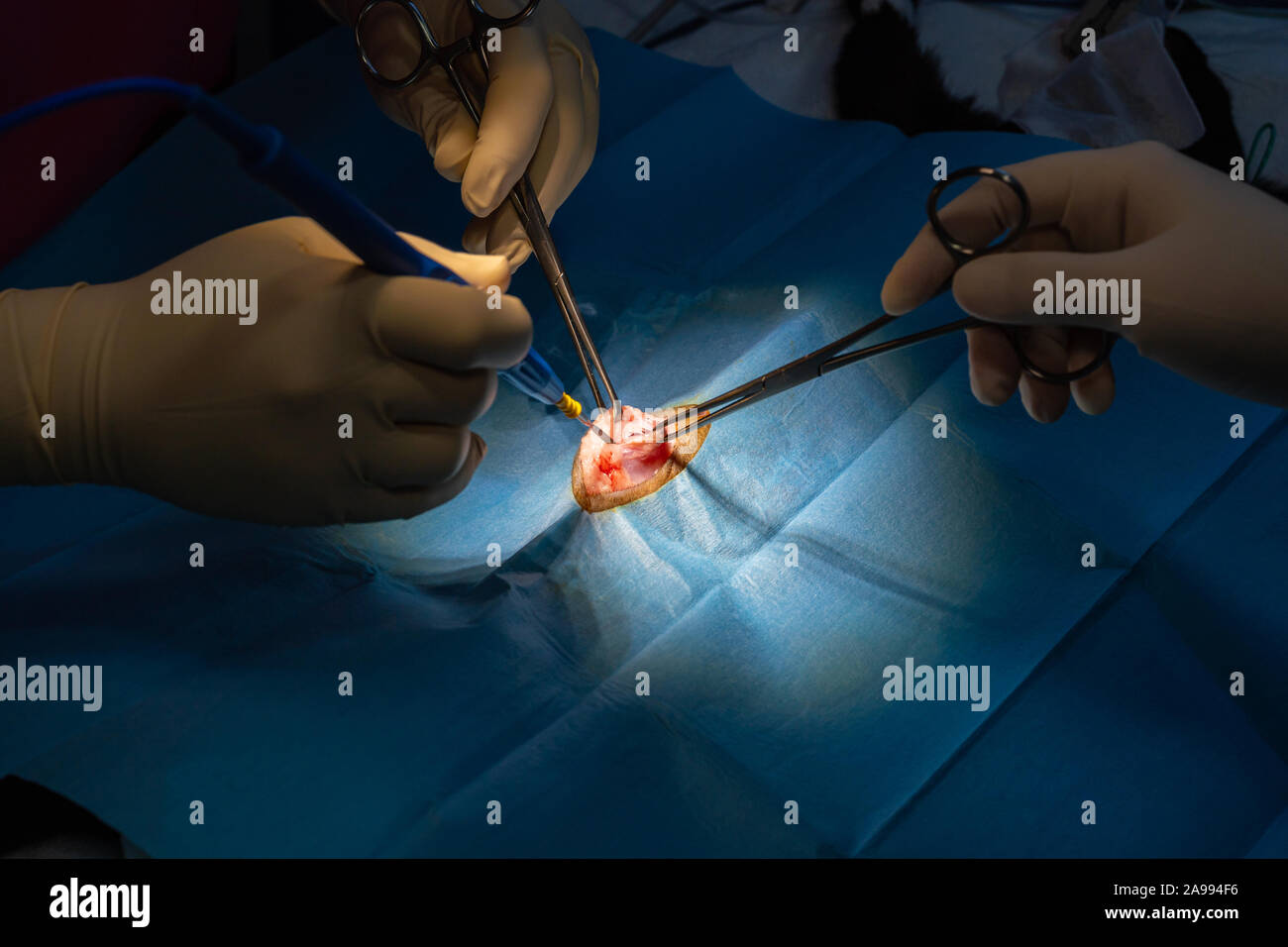 Surgical incision with dissection forceps and electric scalpel of a cat ...