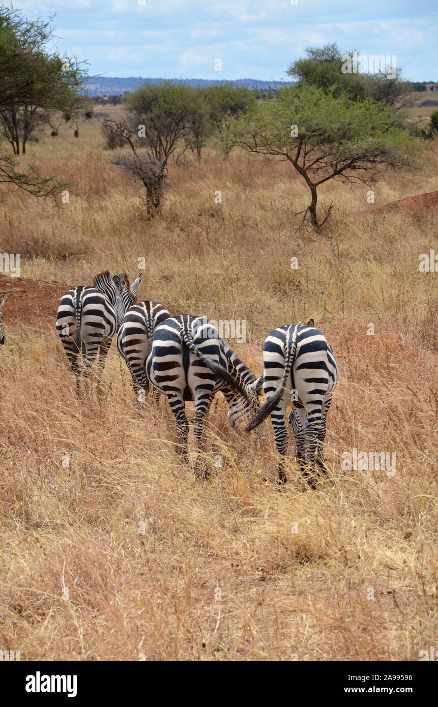 Zebra natural habitat hi-res stock photography and images - Alamy