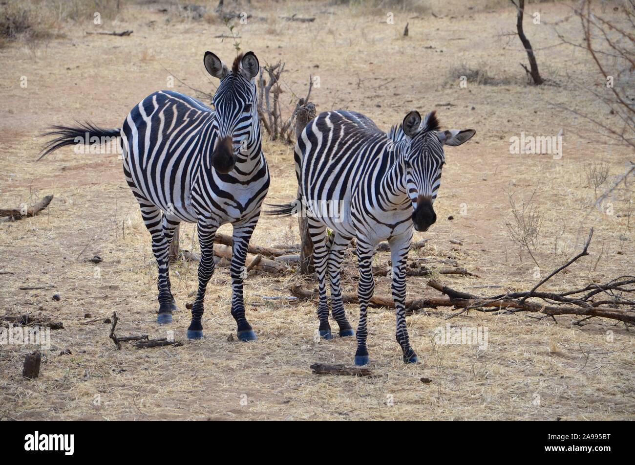 Mature adult zebras hi-res stock photography and images - Alamy