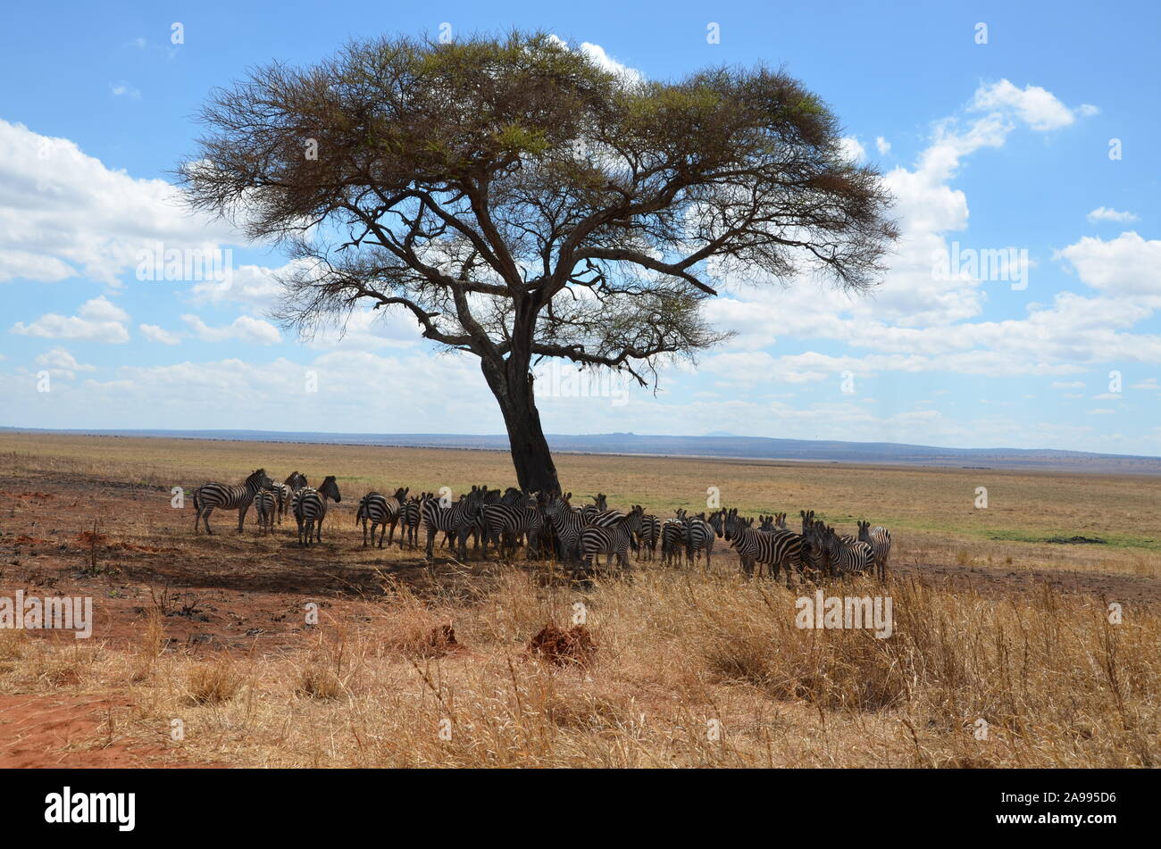 Shade tree hi-res stock photography and images - Alamy