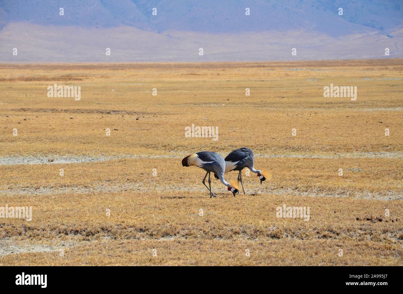 Golden crowned cranes hi-res stock photography and images - Alamy